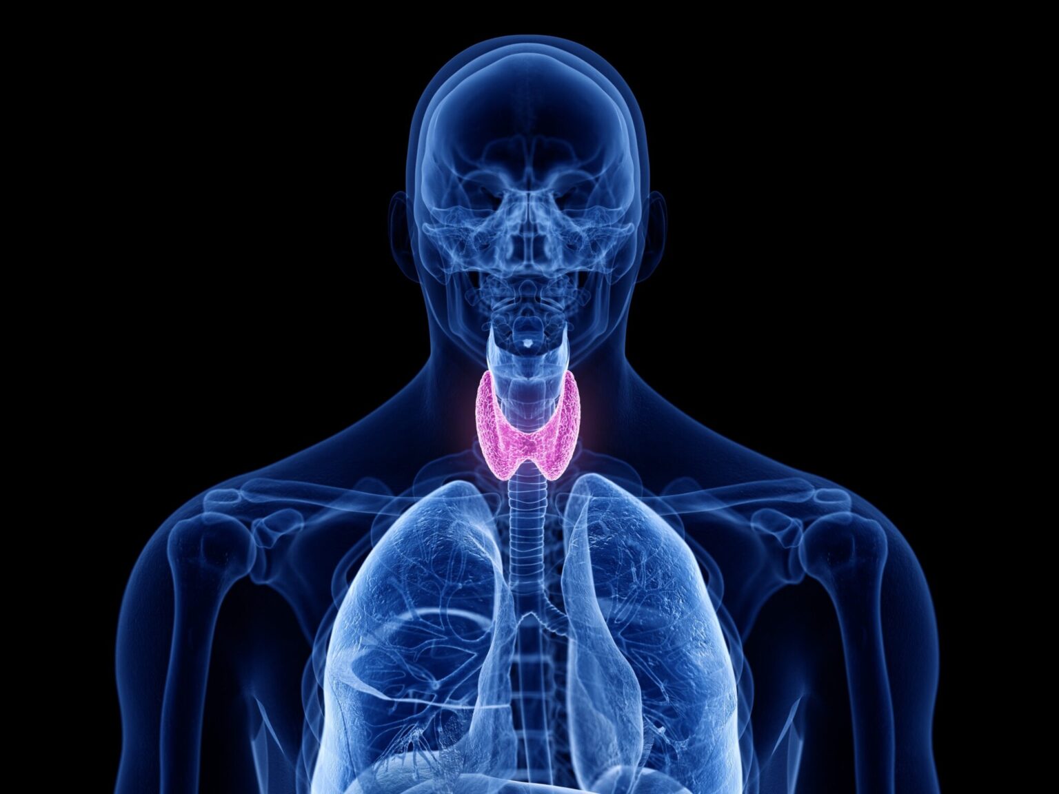 Thyroid Gland Overview • Healthier Matters